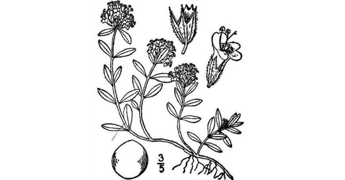 Ilmur & Sjór : Icelandic Perfumery